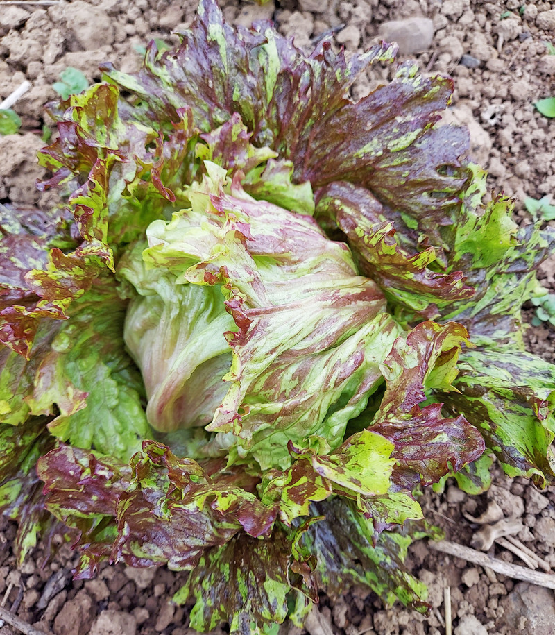 Wild Garden Seed: Organic Buffon d' Glaces (Lettuce) Seeds