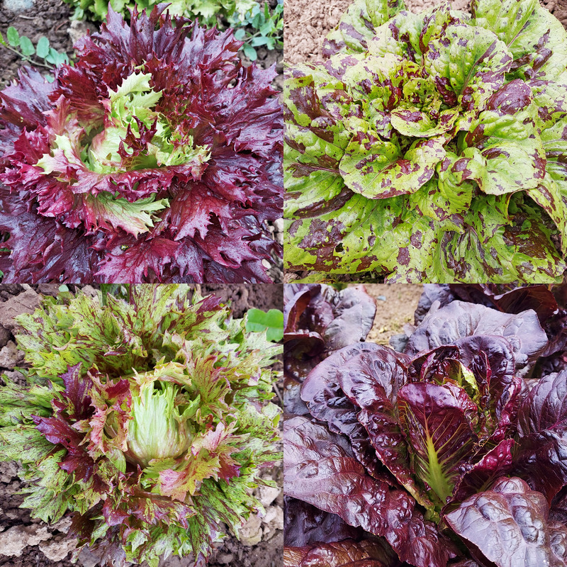 Wild Garden Seed: Organic Morton's Secret Lettuce Mix 2026 (Lettuce) Seeds