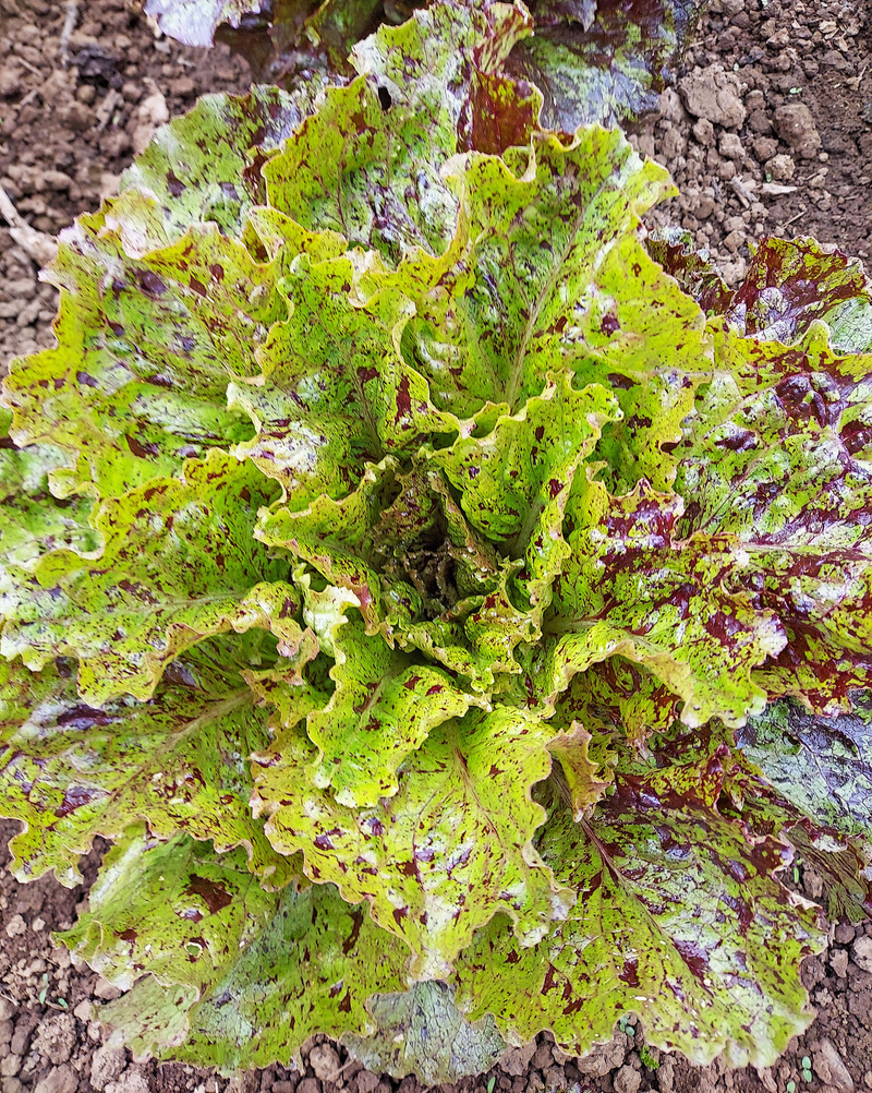 Wild Garden Seed: Organic Speckled Romaine Mix (Lettuce) Seeds