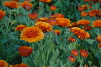 Wild Garden Seed: Organic Calendula Seeds